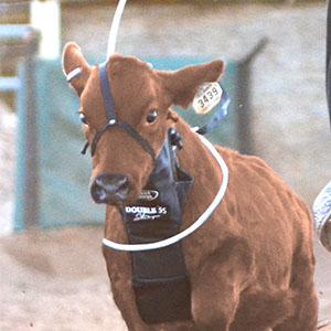 Cactus Ropes | Double S calf collar